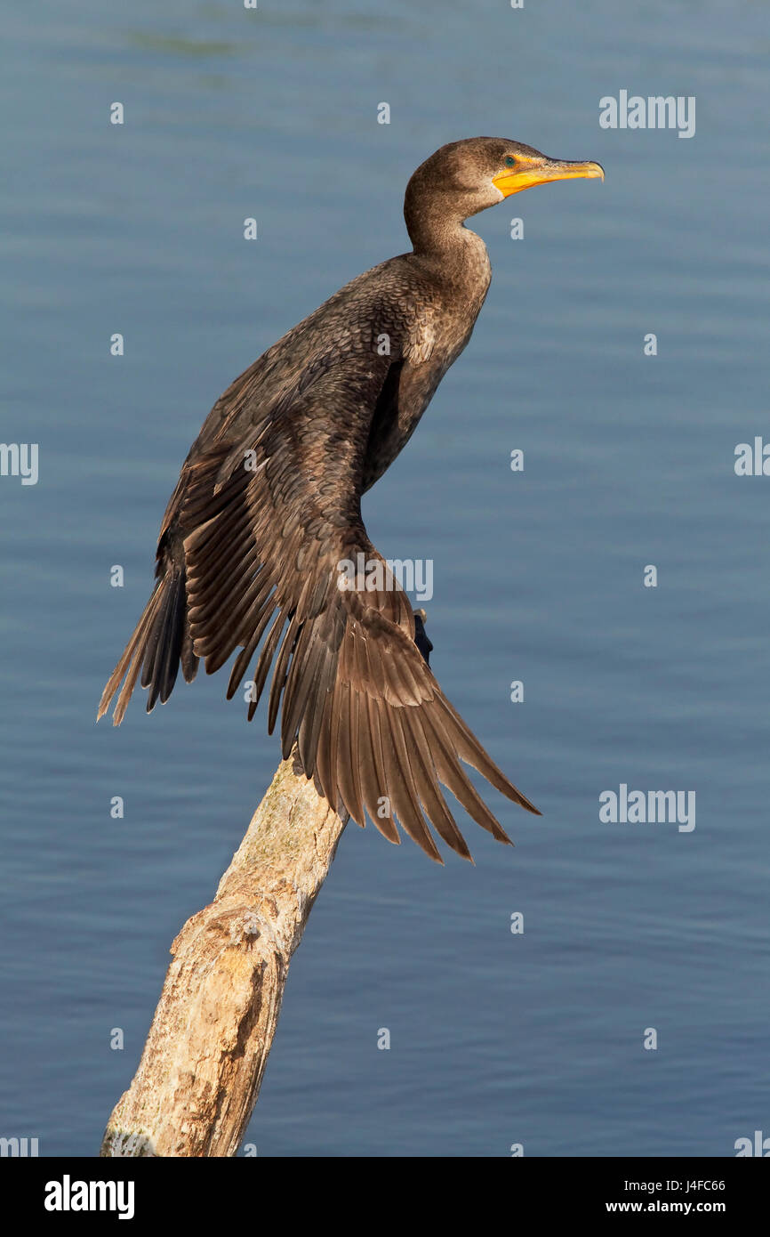 Double crested cormorant birds hi-res stock photography and images - Alamy