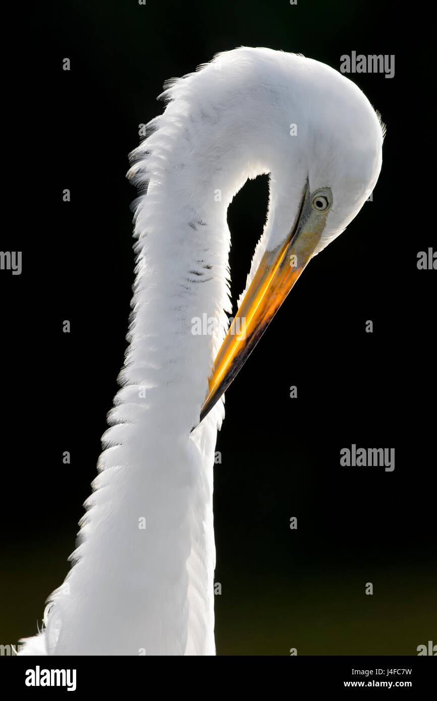 Great Egret - Ardea alba Stock Photo - Alamy