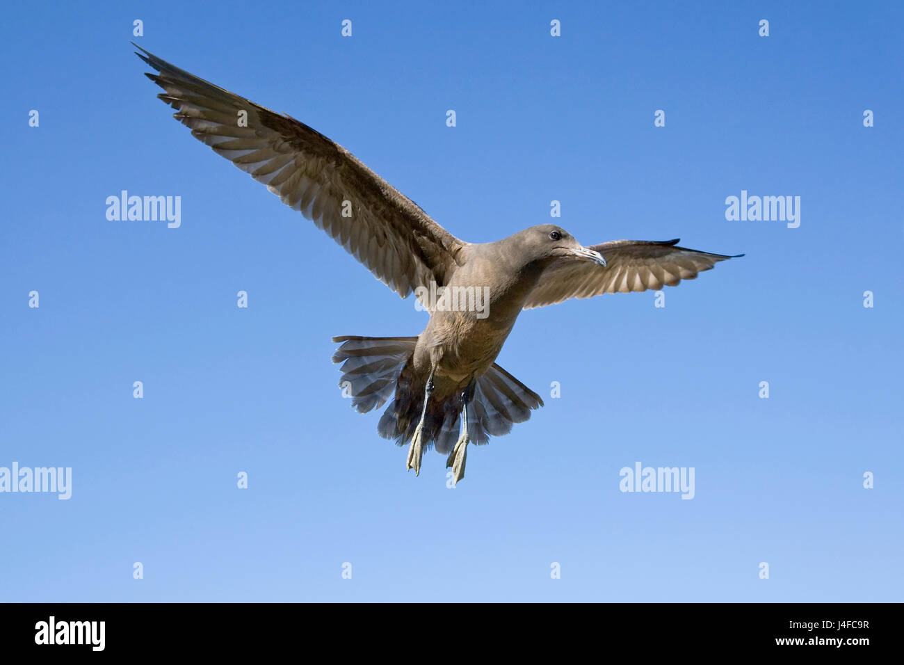 Herman’s gull and young hi-res stock photography and images - Alamy