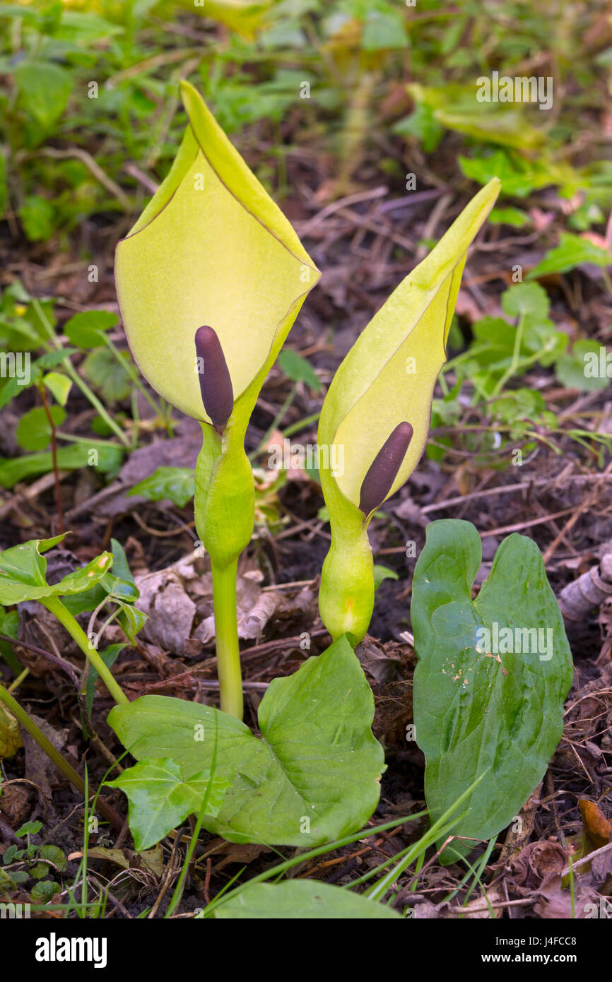 Cuckoo Pint arum maculatum growing in spring woodland Norfolk Stock ...