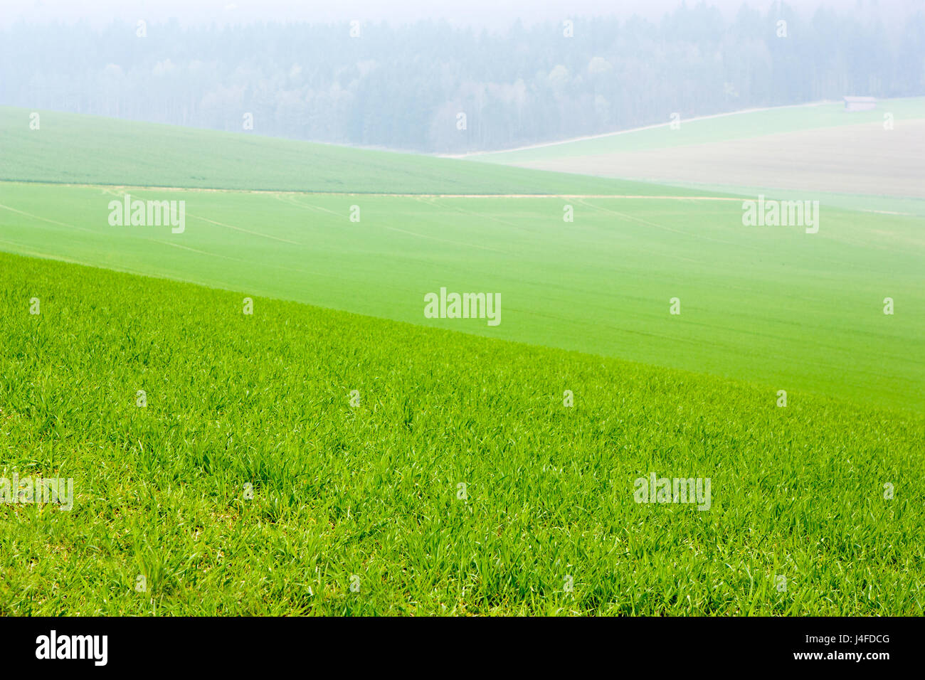 Rural landscape with green fields Stock Photo - Alamy