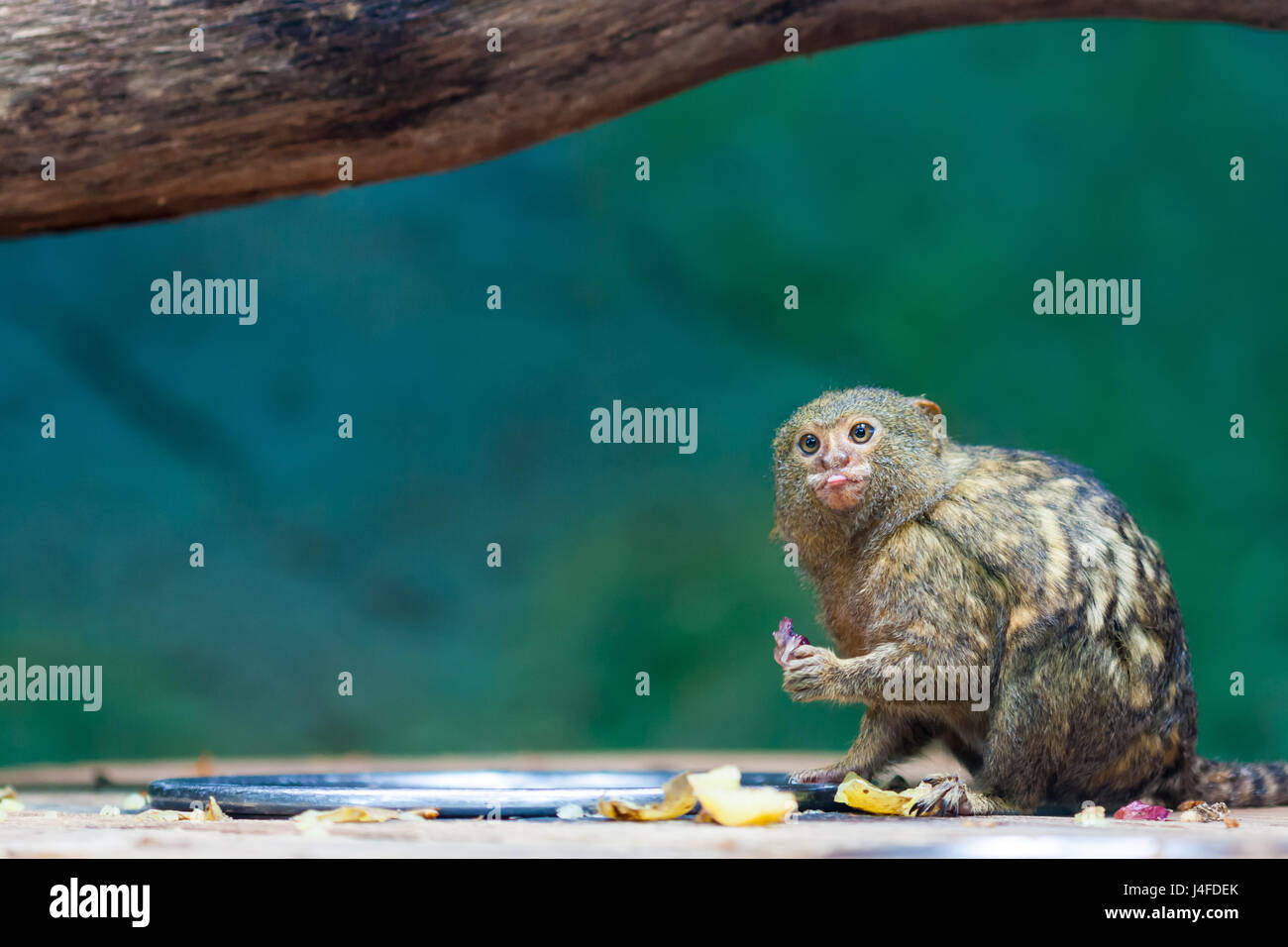 Pygmy marmoset (Cebuella pygmaea) putting out the tongue while eating ...