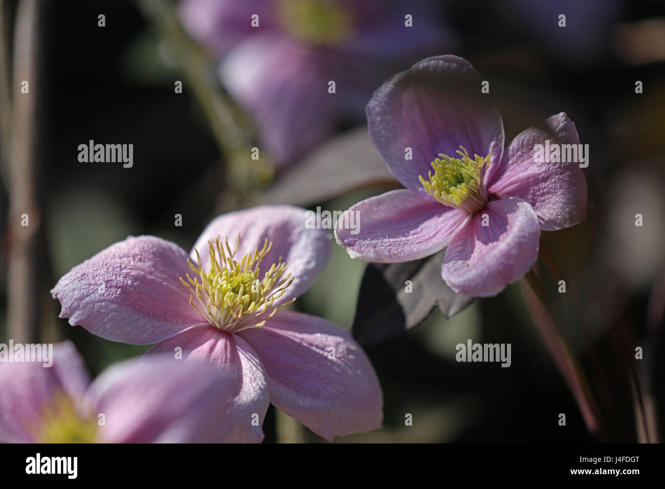 Clematis Blüte rosa Stock Photo - Alamy