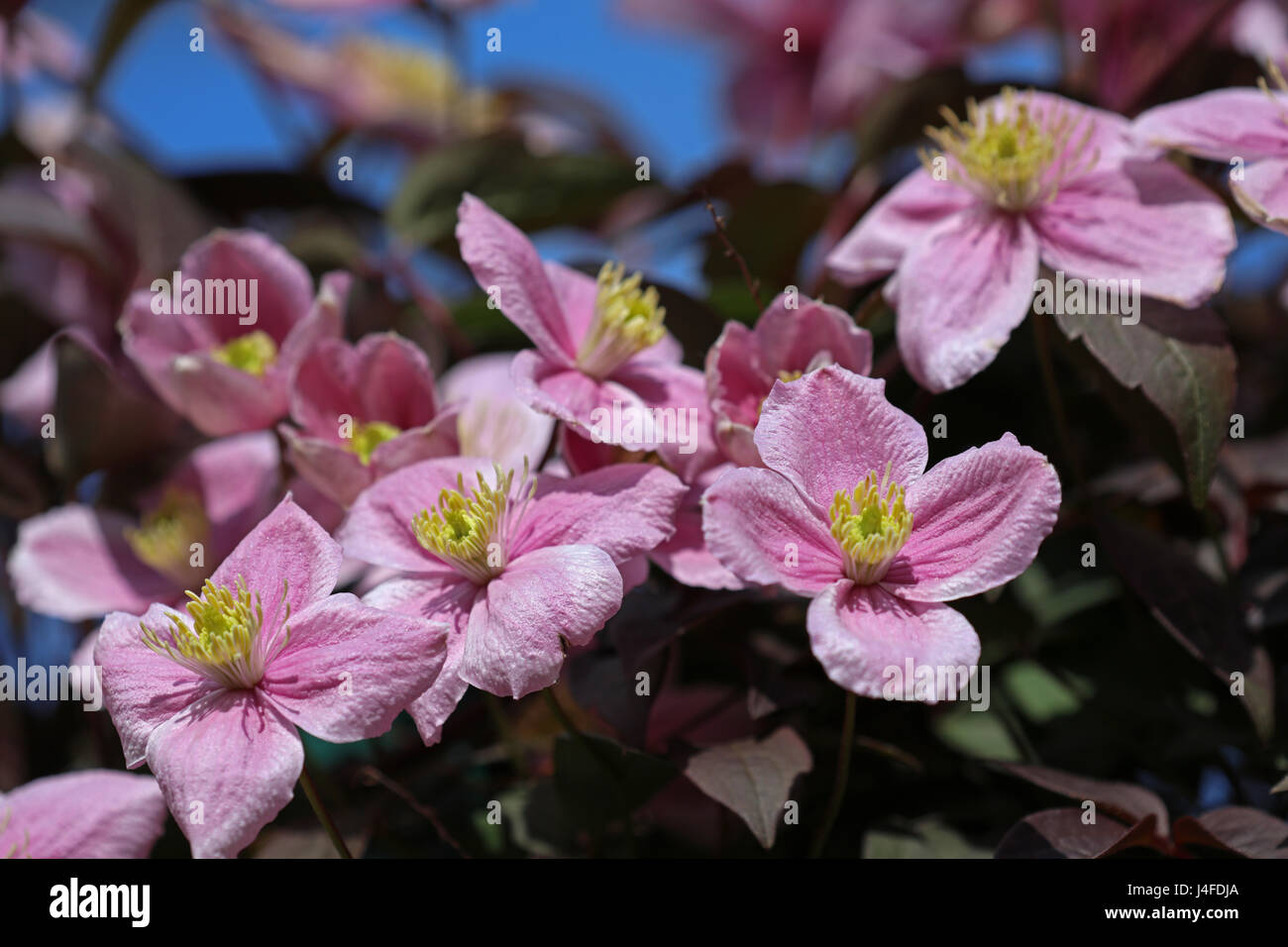 Clematis Blüte rosa Stock Photo - Alamy