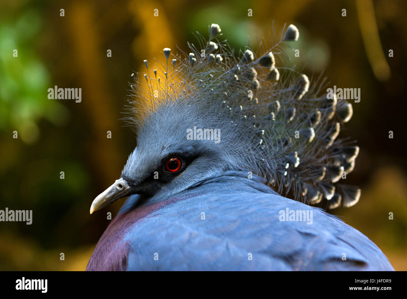 Portrait of a Victoria Crowned Pigeon (Goura victoria Stock Photo - Alamy