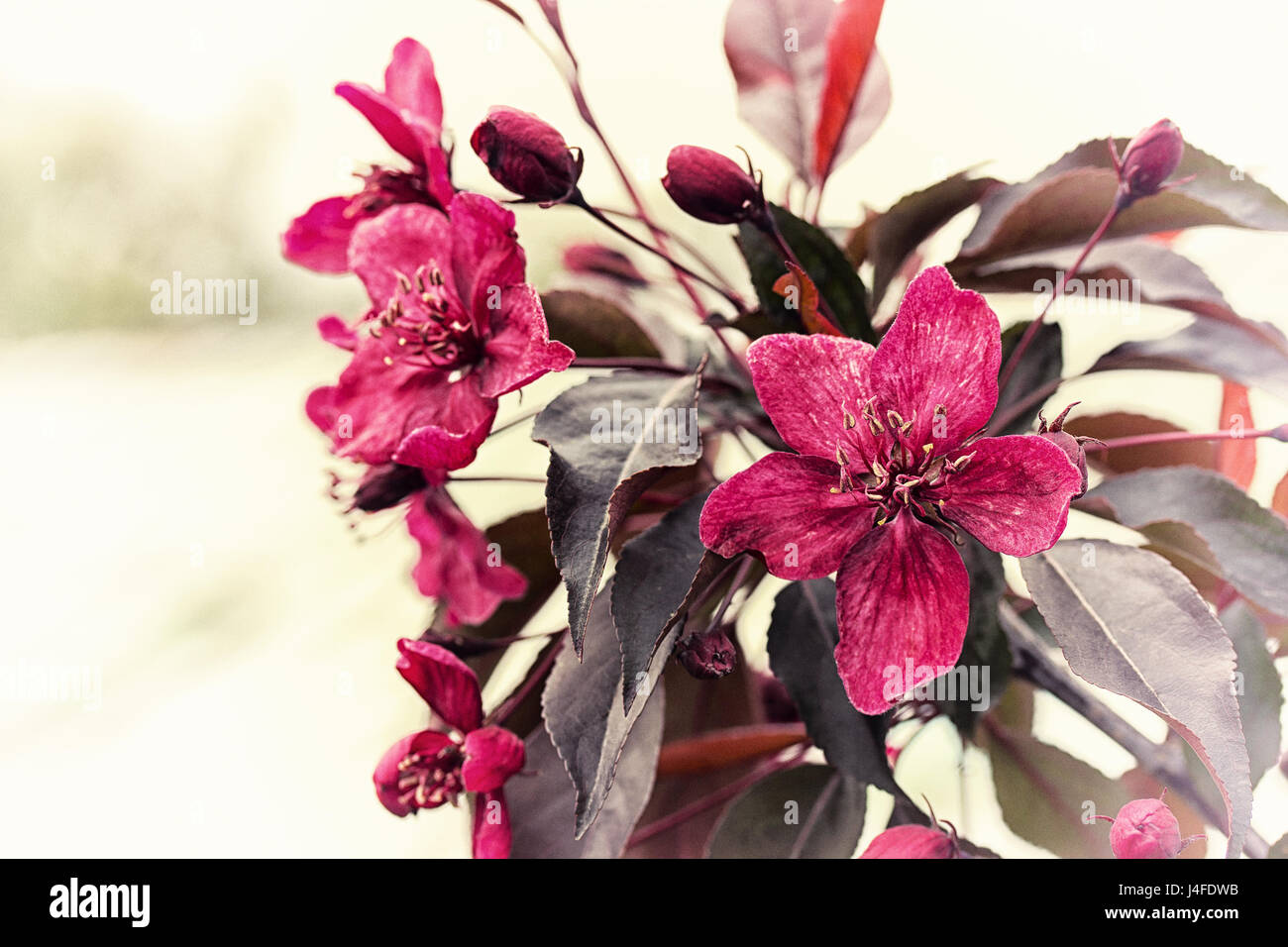 Pink flowers, blossom branch of the fruit tree. spring background ...