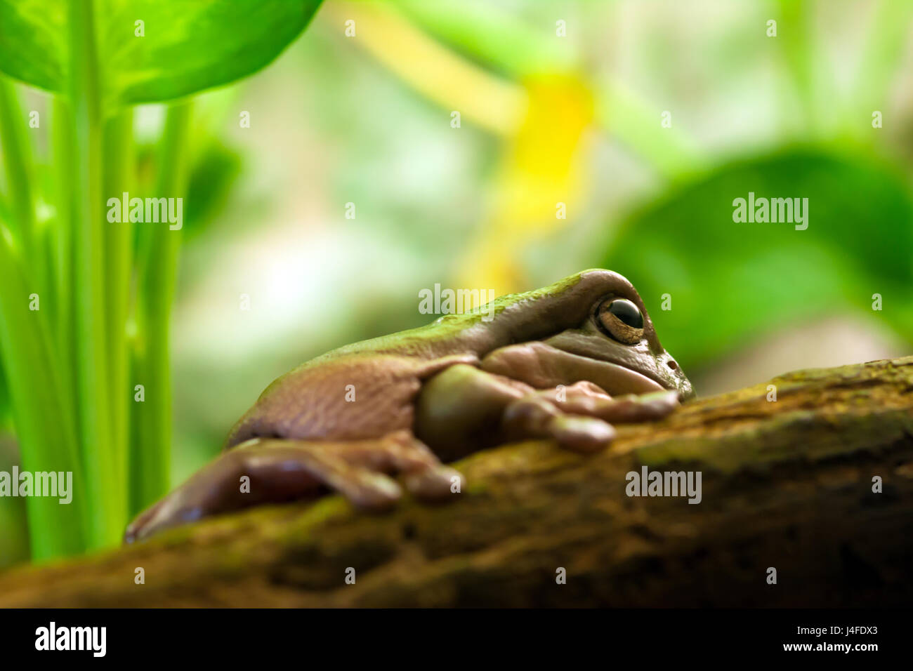 Australian green tree frog or White's tree frog (Litoria caerulea Stock ...