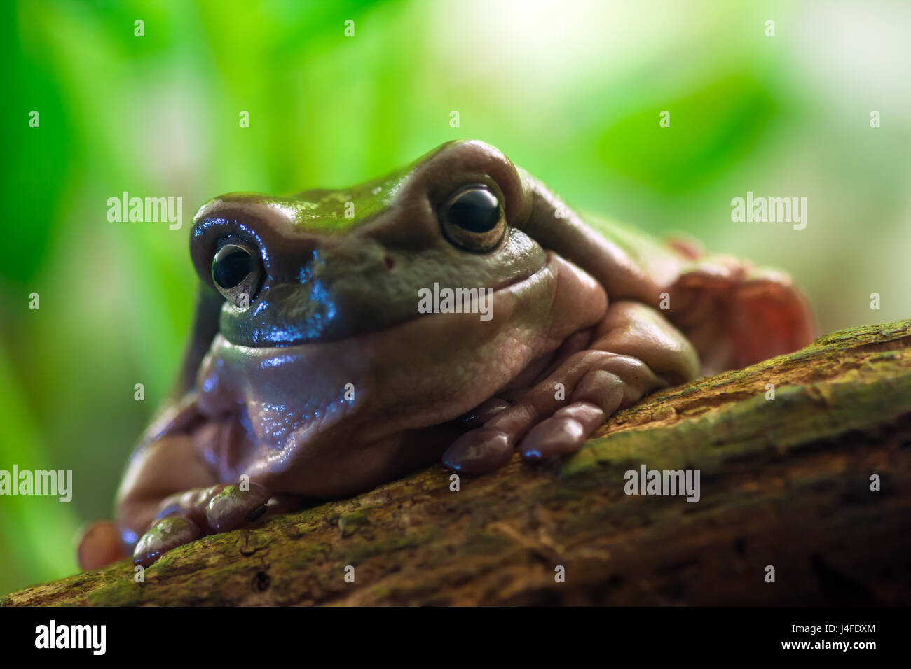 Australian green tree frog or White's tree frog (Litoria caerulea Stock ...