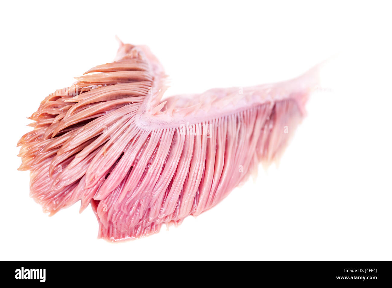 Gill filaments hi-res stock photography and images - Alamy