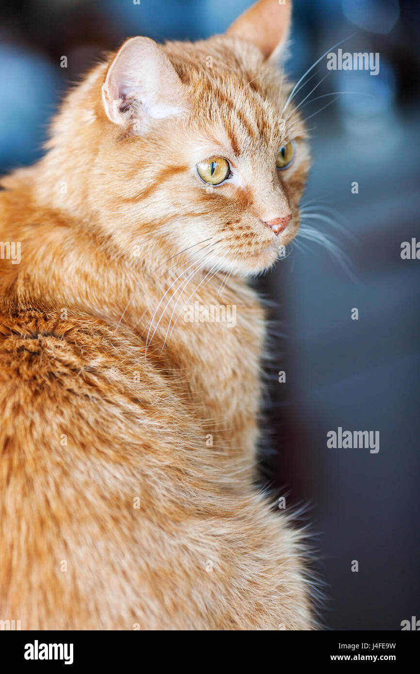 portrait of an old red wise cat turning back Stock Photo - Alamy