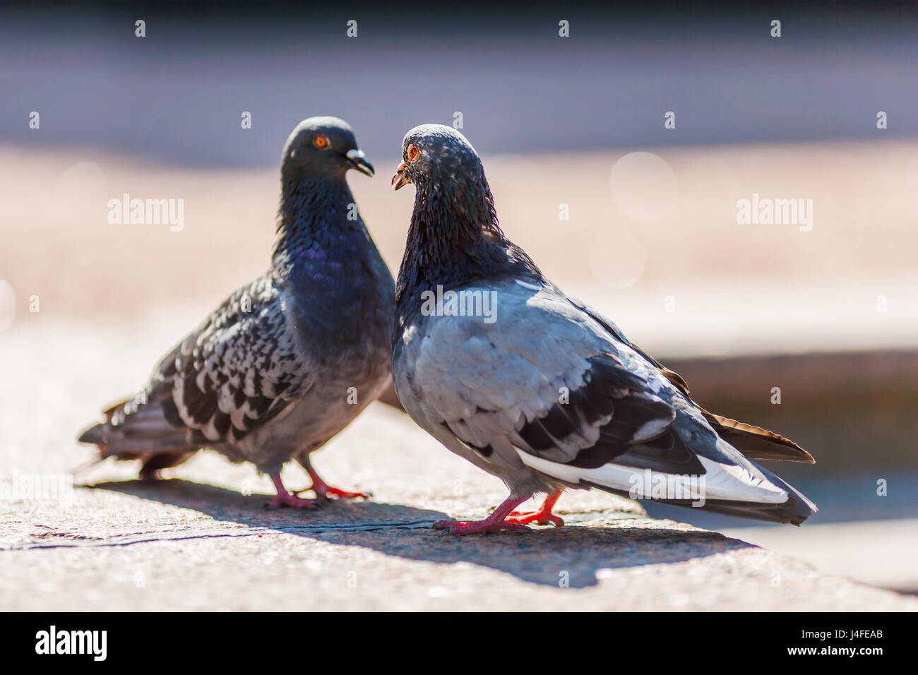 Loving pigeons hi-res stock photography and images - Alamy