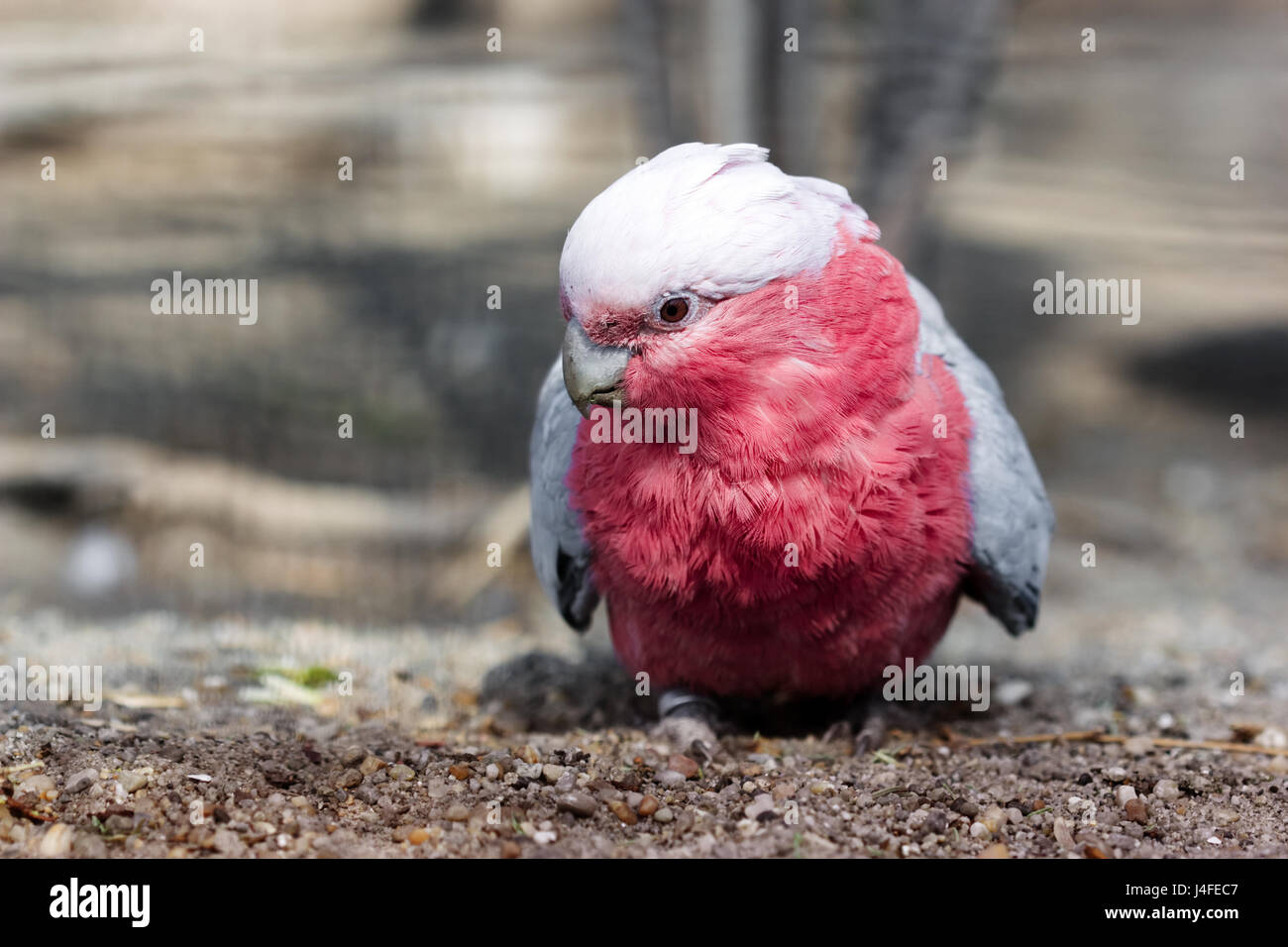 Pink and grey Galah cockatoo - a native australian bird Stock Photo - Alamy
