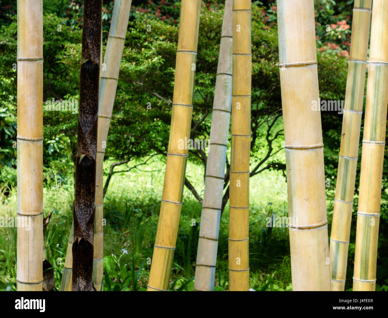 Bamboo growing in japan hi-res stock photography and images - Alamy