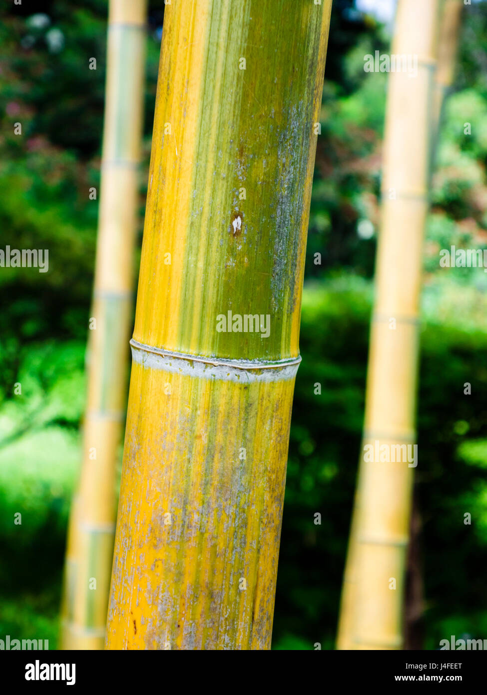 Flexible stalk hi-res stock photography and images - Alamy