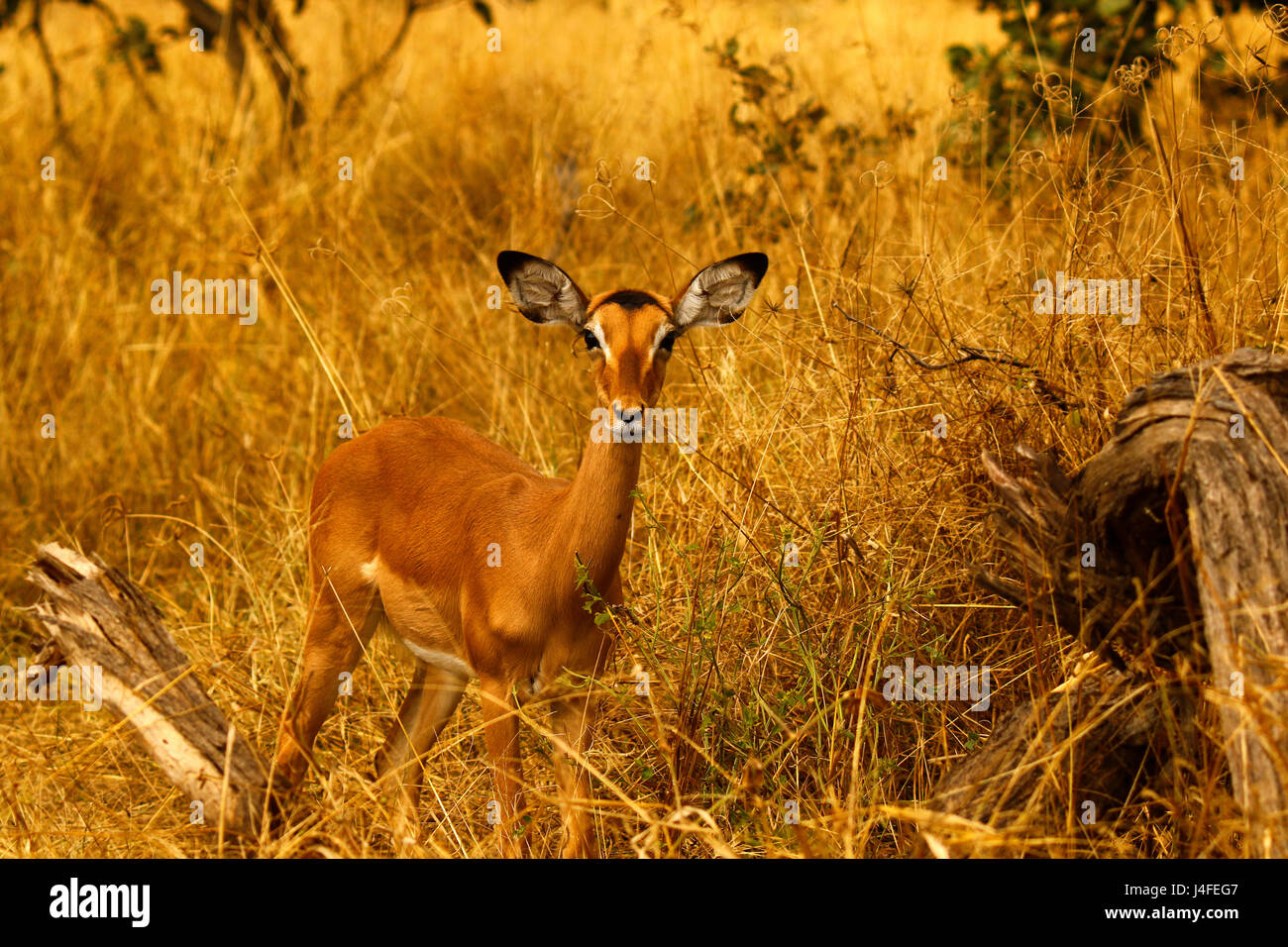 Rutting time or mating season for the African Impala antelopes Stock ...
