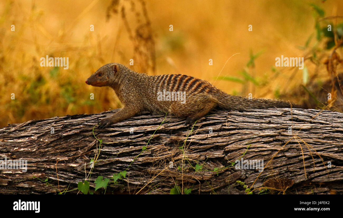 Banded mongoose hanging on to a fallen tree trunk Stock Photo - Alamy