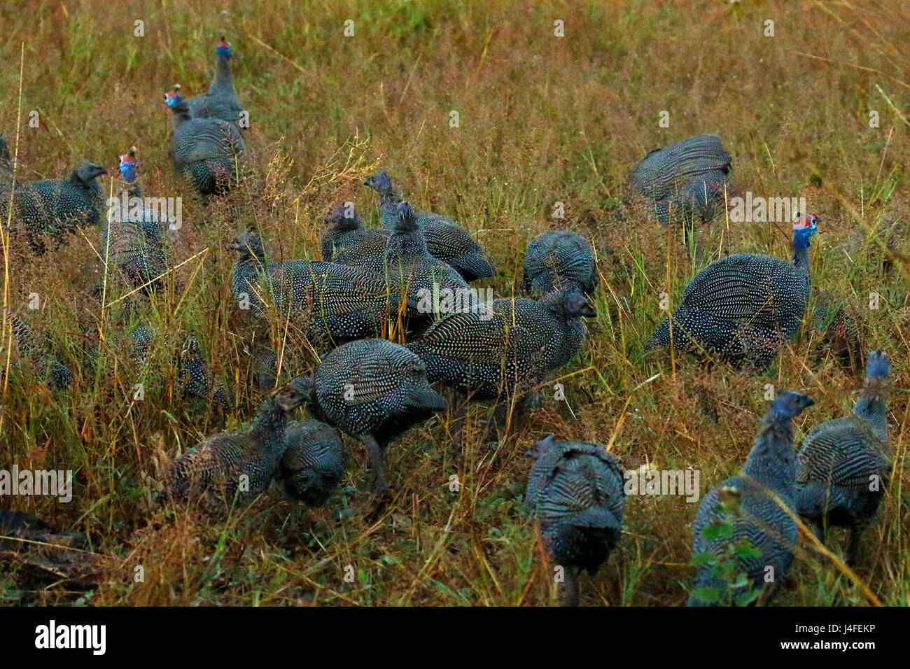 Big flock of Helmeted Guineafowl with keets hiiden in the long grasses ...