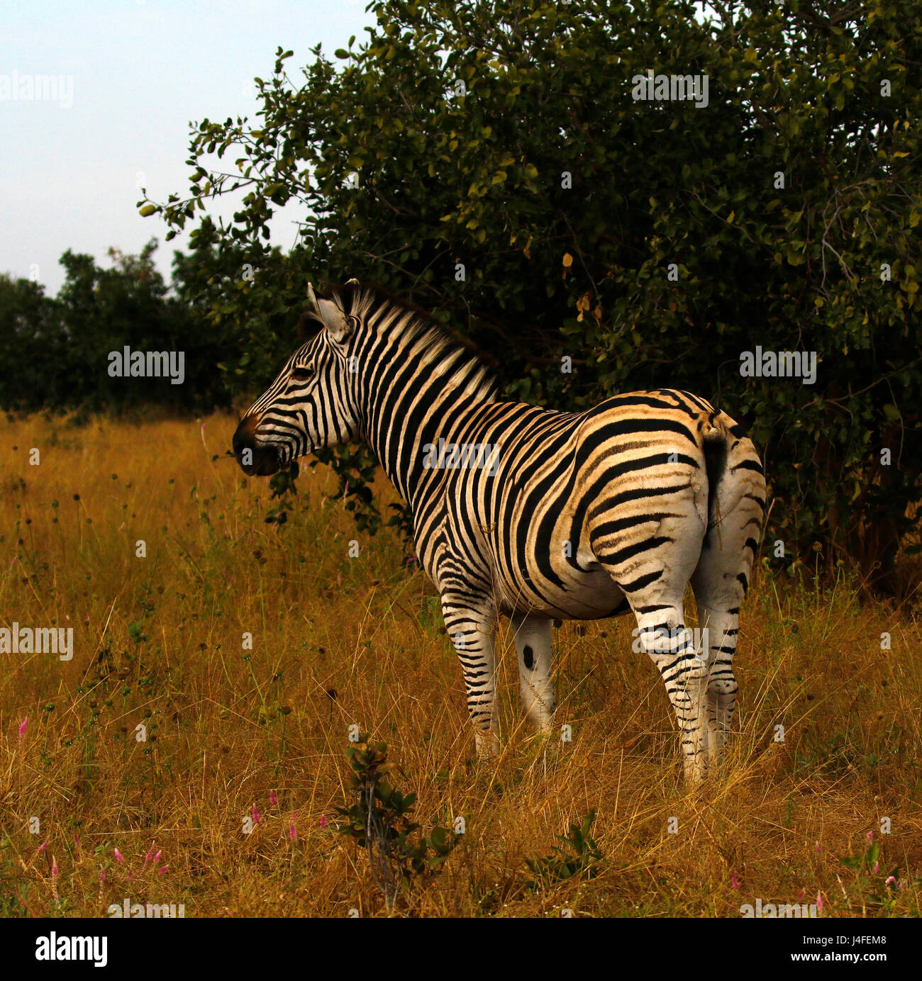 Happy wild Zebras on the African plains Stock Photo - Alamy