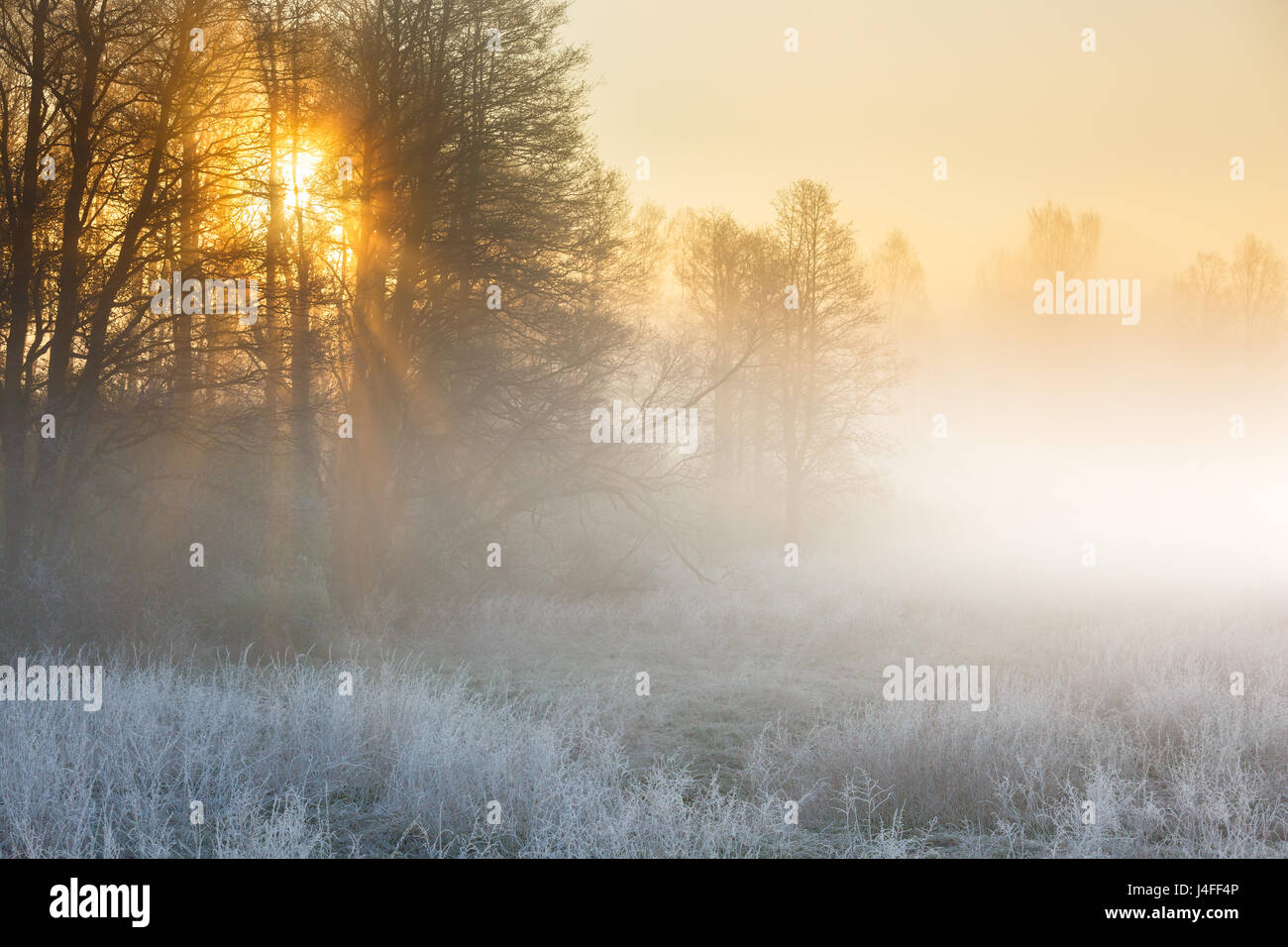 Beautiful foggy and sunny morning Stock Photo - Alamy