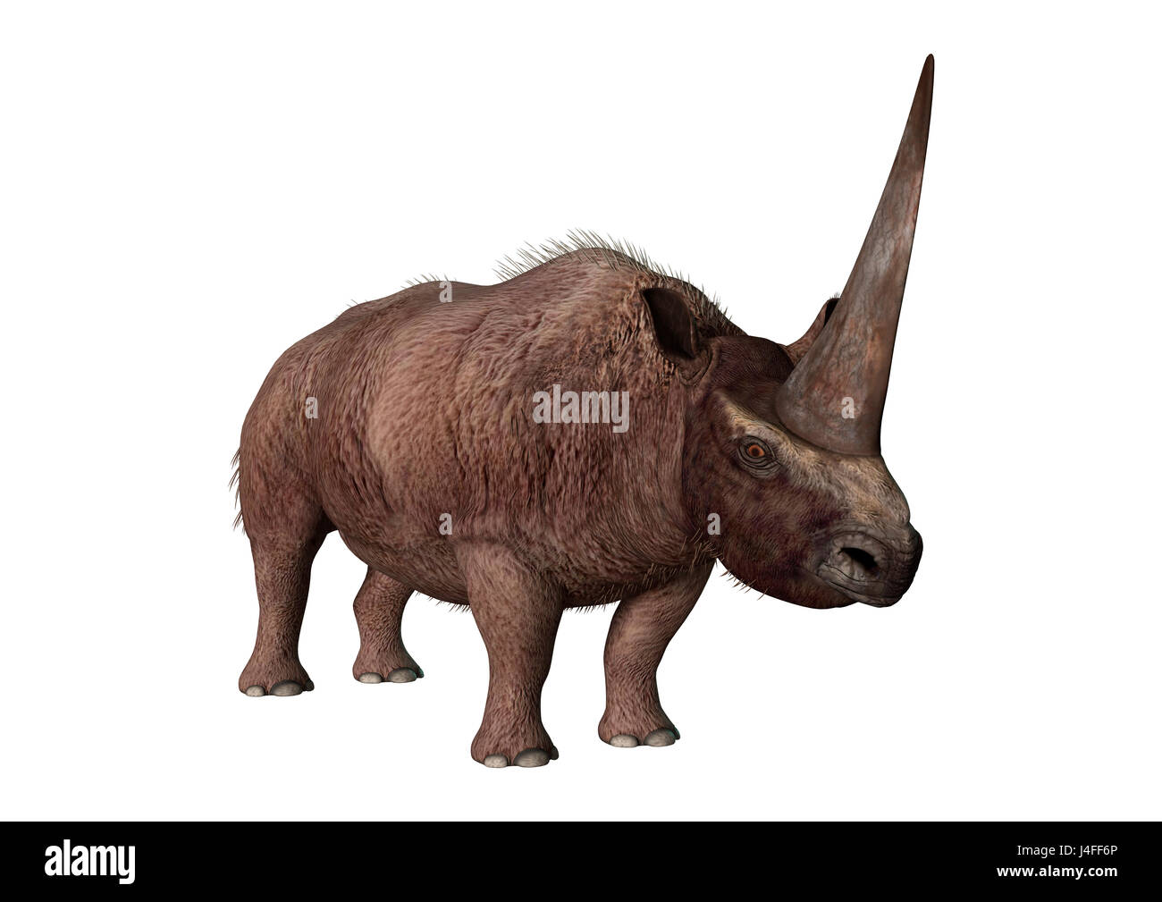 Elasmotherium hi-res stock photography and images - Alamy