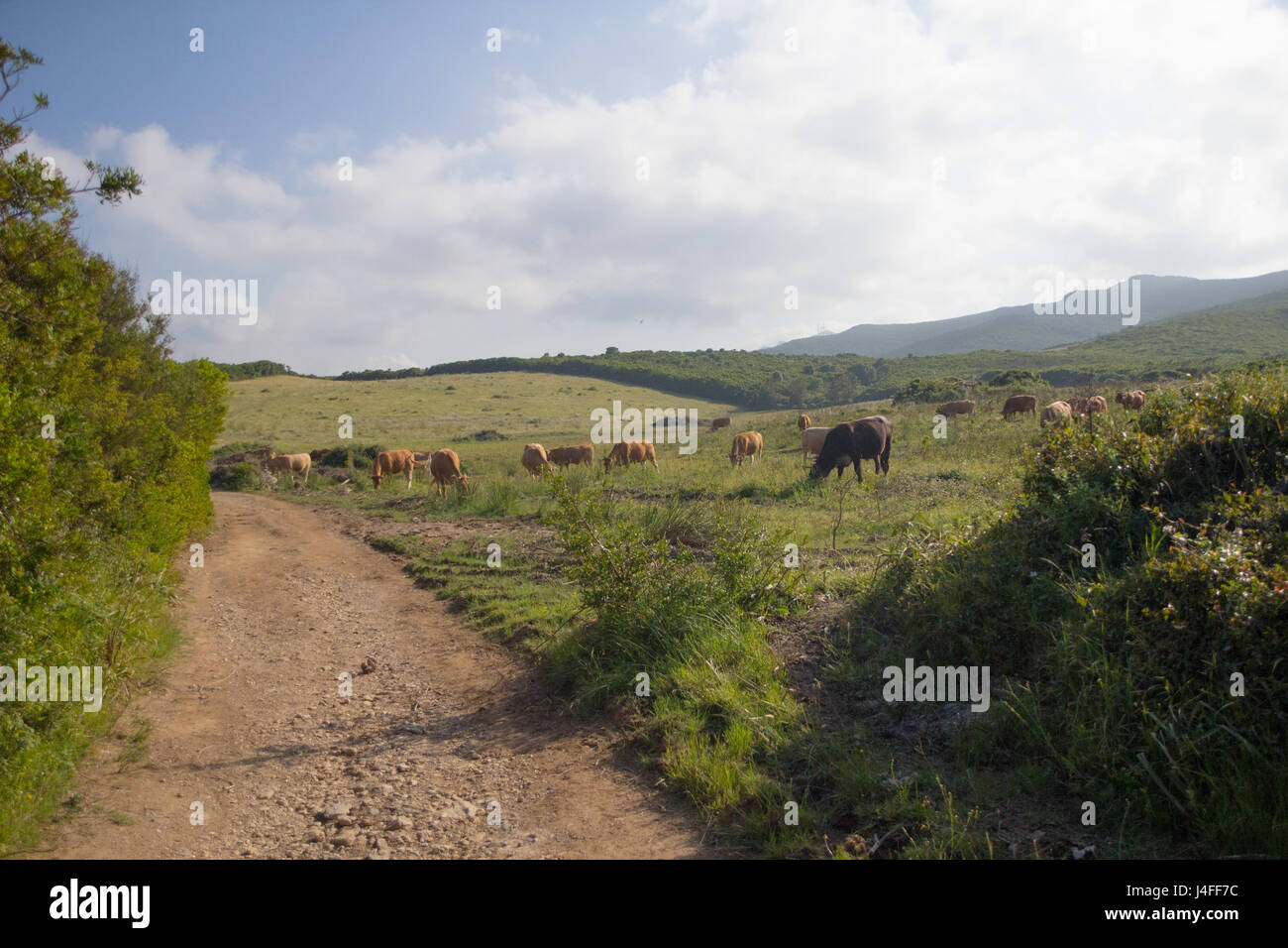 Meet cows hi-res stock photography and images - Alamy