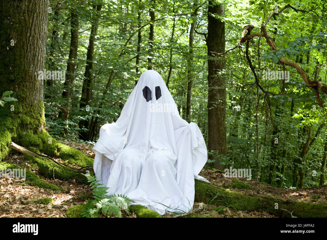 Ghost fern hi-res stock photography and images - Alamy