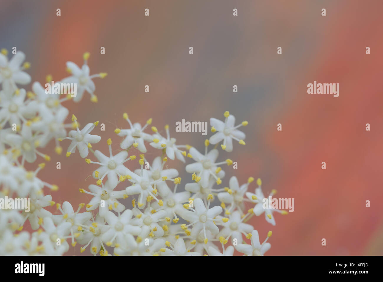 Sambuco High Resolution Stock Photography and Images - Alamy