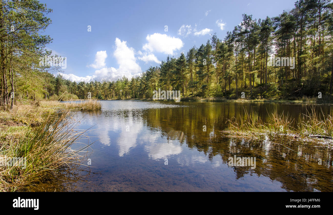 Scottish lake surrounded by pine forest in early spring Stock Photo - Alamy