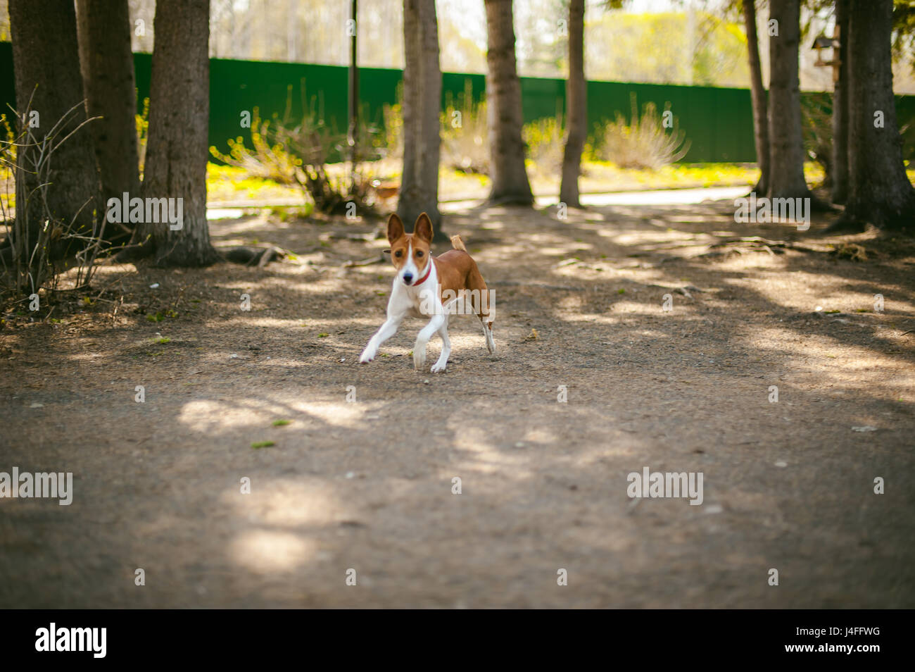 dog walks in the forest park Stock Photo - Alamy