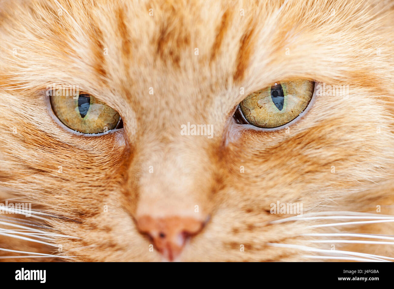 Wise old cat hi-res stock photography and images - Alamy
