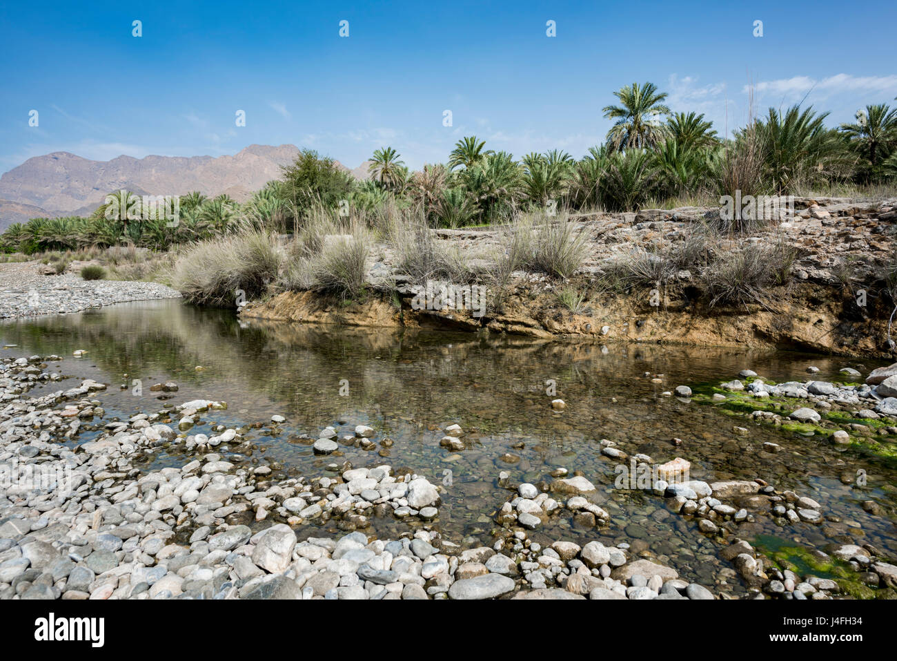 Mazari palm hi-res stock photography and images - Alamy