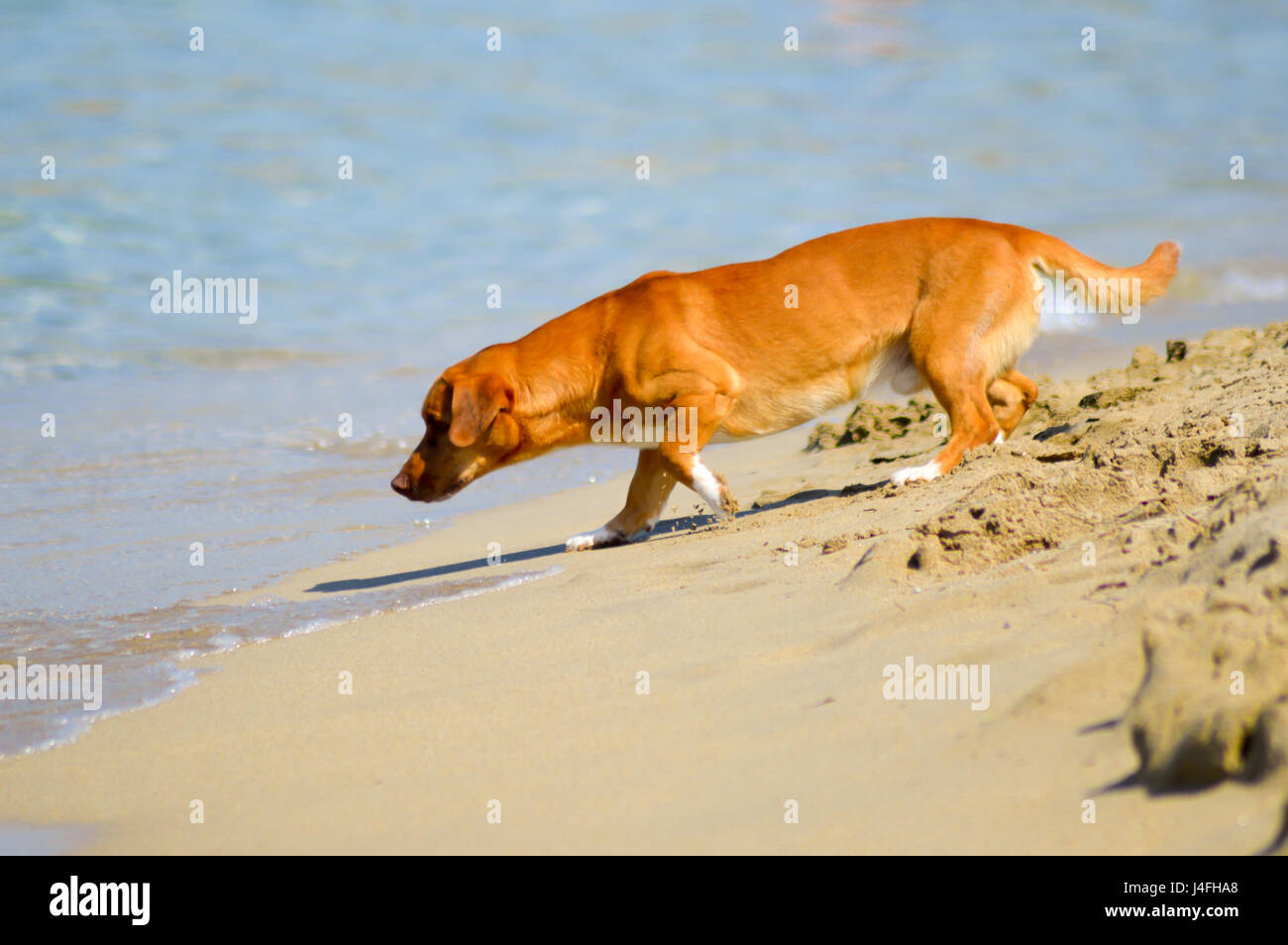 Fearful dog facing the waves of the ocean on the sand at the beach of ...