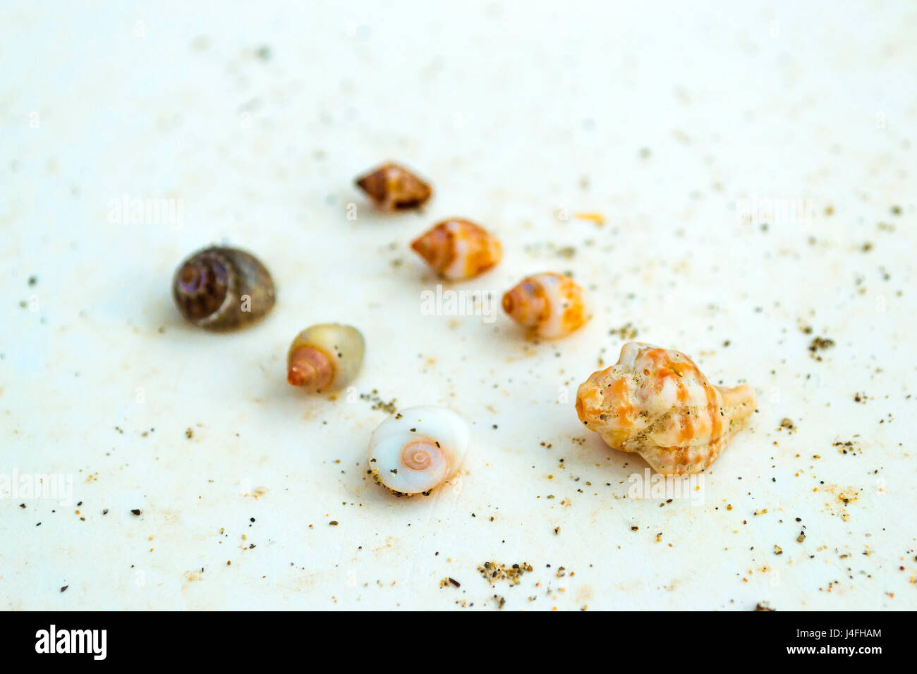 Sea shells and molluscs on the granite slab on shore Livadi beach in ...