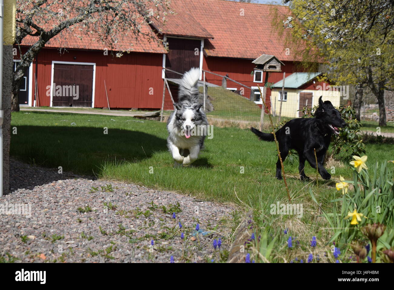 Happy dogs running Stock Photo - Alamy