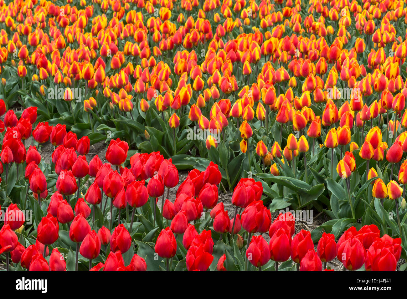 Tulip bulb production hi-res stock photography and images - Alamy