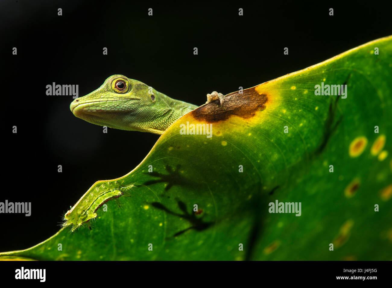 Spotted Anole (Anolis punctatus), (Dactyloidae family), Amazon ...
