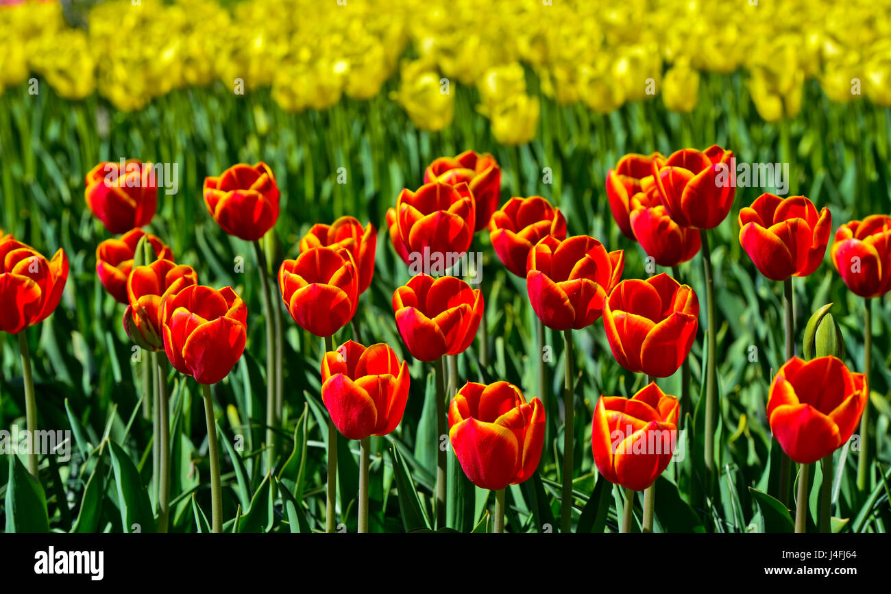 Dutch tulips, Keukenhof Flower Gardens, Lisse, Netherlands Stock Photo ...