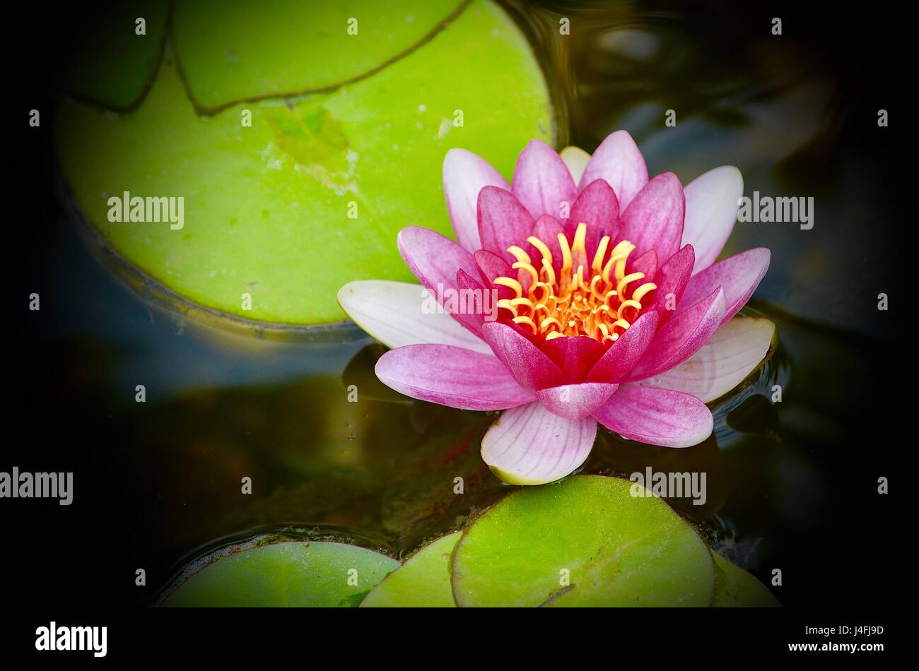 water Lilly in full bloom Stock Photo - Alamy