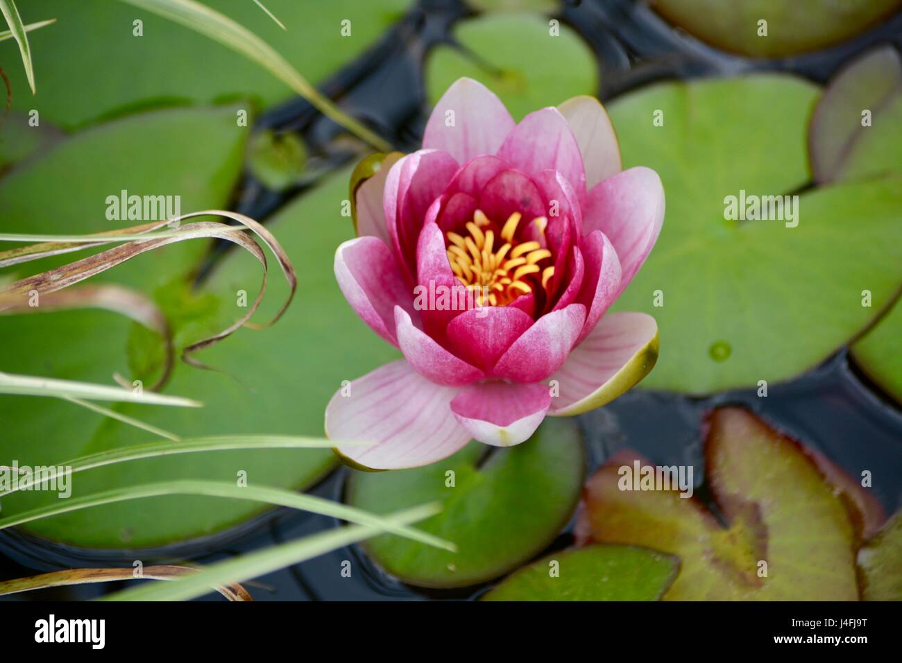 water Lilly in bloom Stock Photo - Alamy