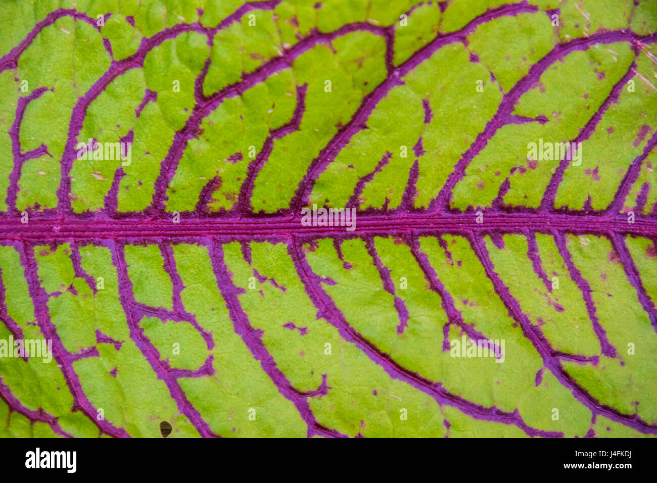 Magenta red and green sorrel growing wild big leafs Stock Photo - Alamy