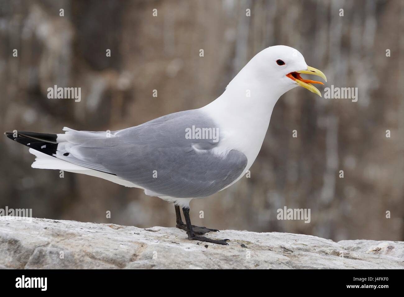 Adult Kittiwake vocalising (rissa tridactyla Stock Photo - Alamy