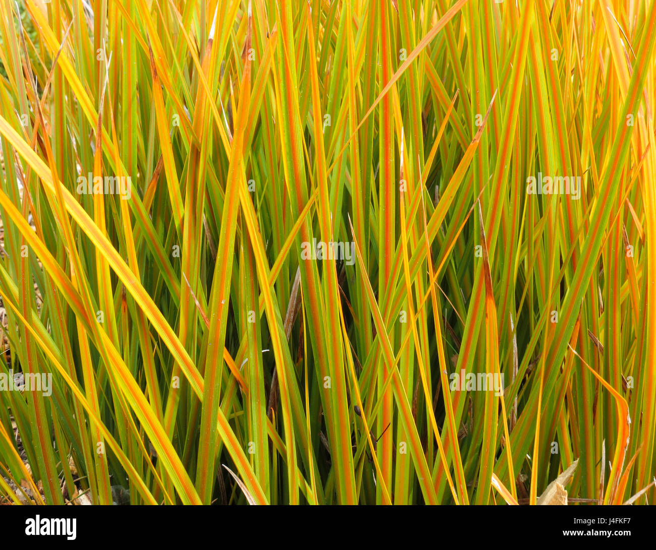 Great grass plant background with yellow color Stock Photo - Alamy