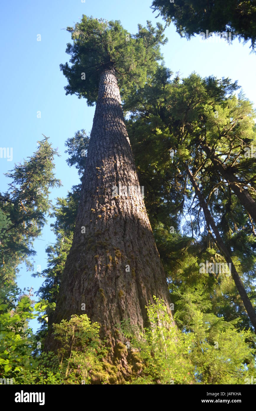 Worlds largest Sitka Spruce Stock Photo - Alamy