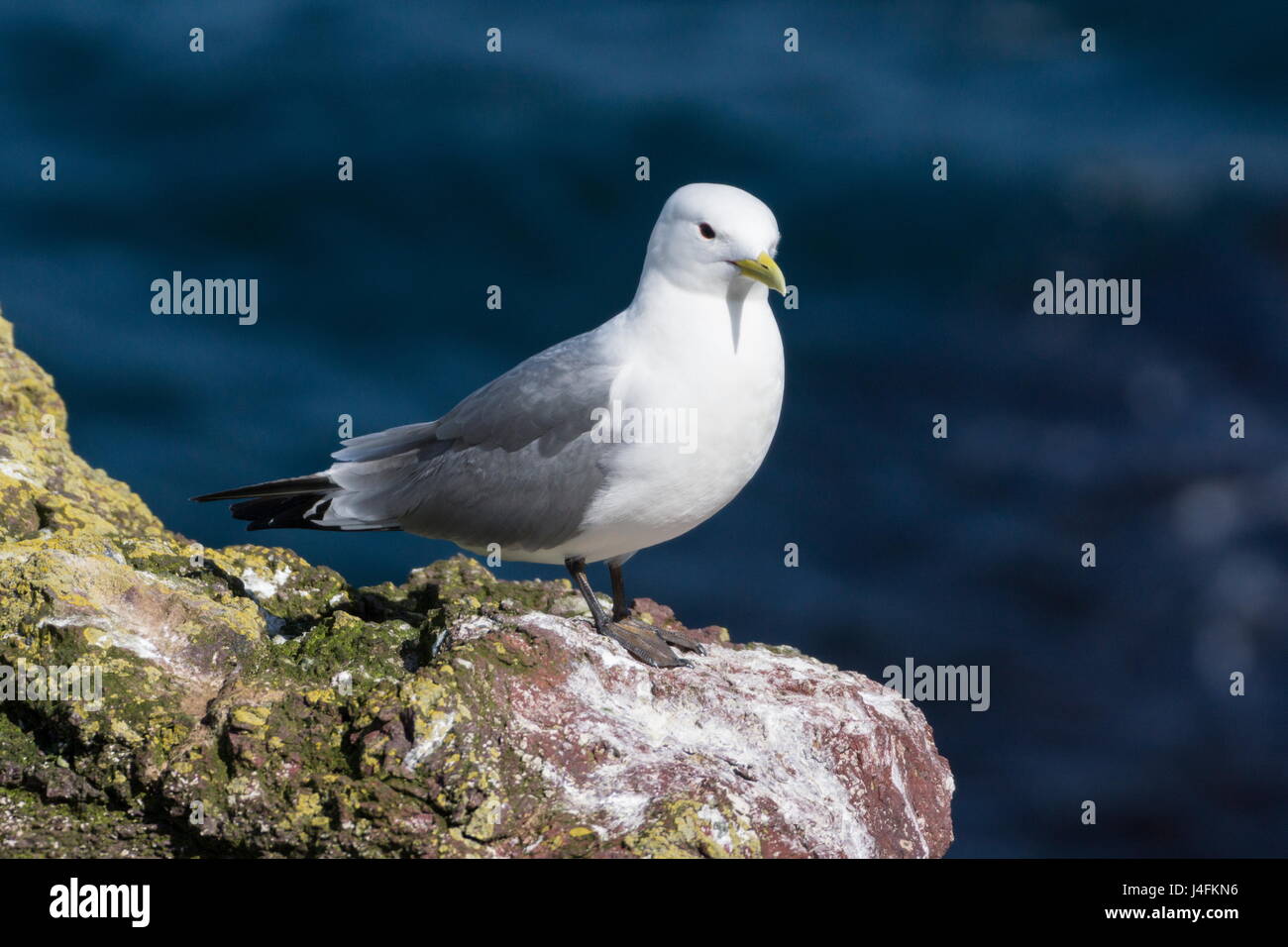 Adult black legged kittiwake perched hi-res stock photography and ...
