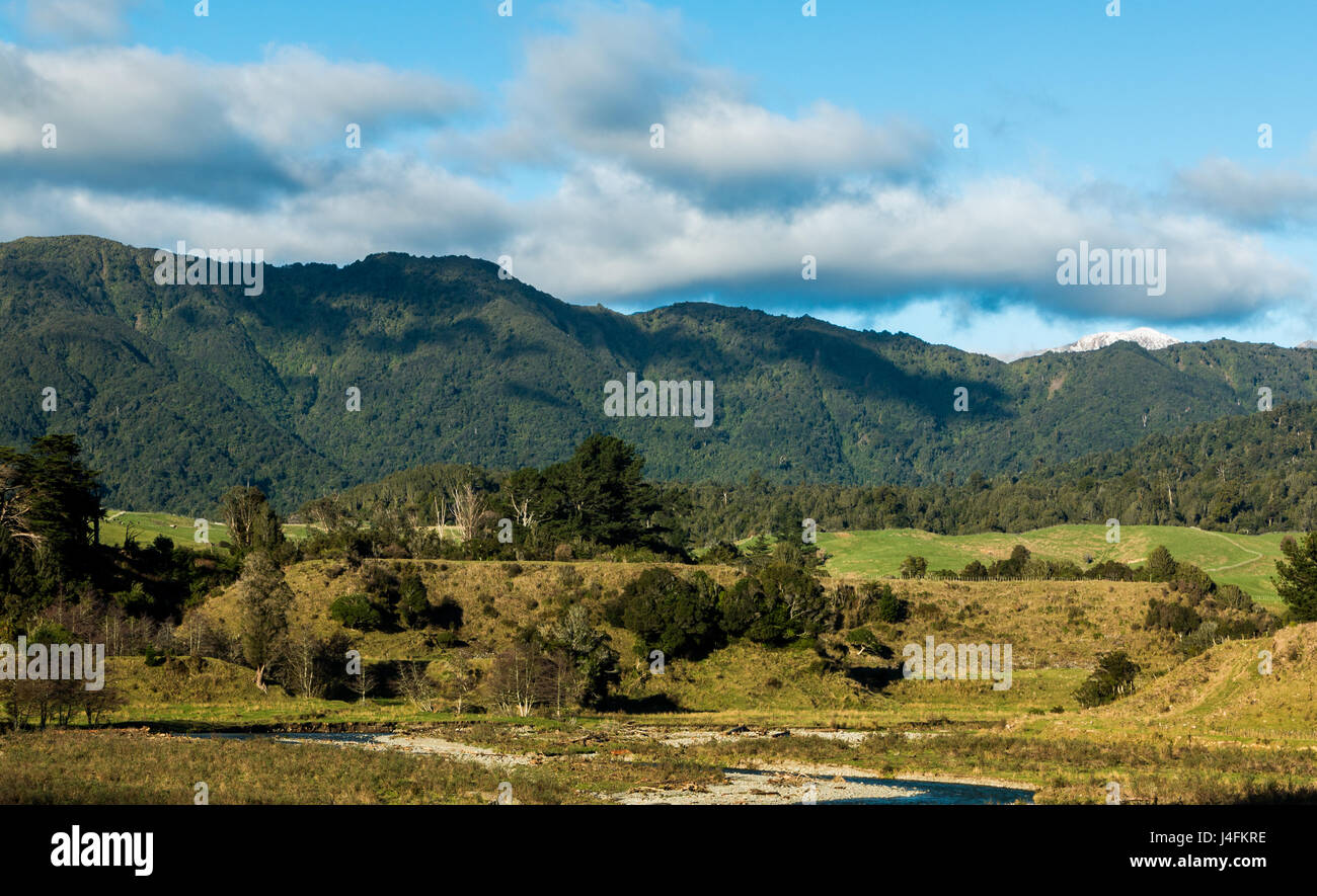 New zealand native bush hi-res stock photography and images - Alamy