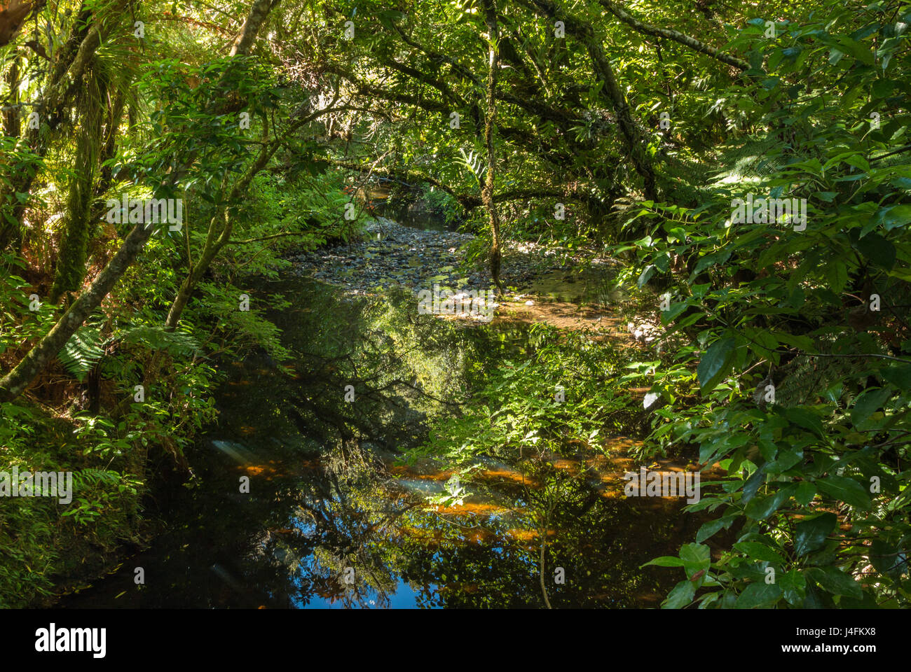 Wonderful small river flowing through some of New Zealand native bush ...