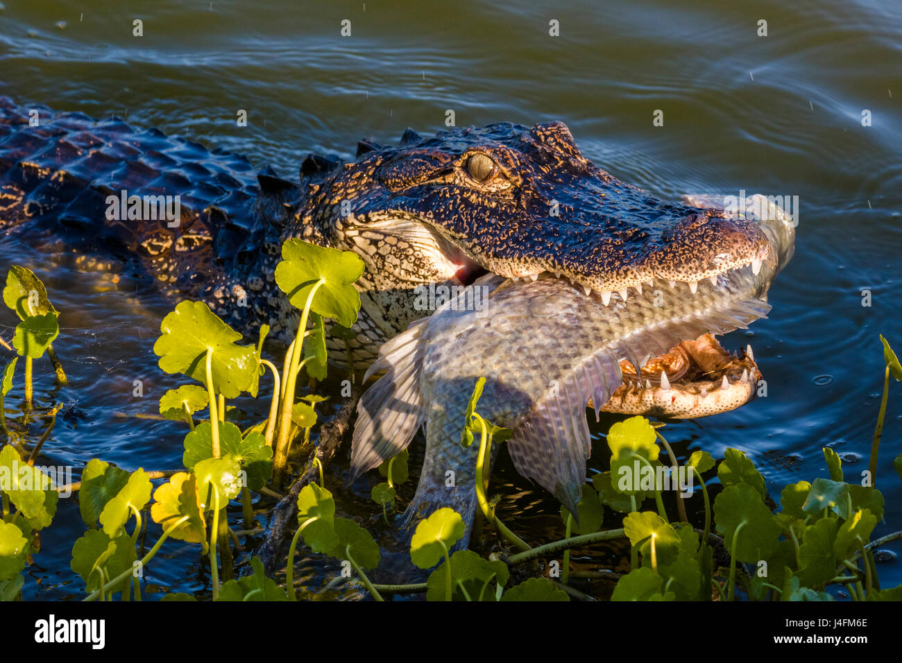 Alligator eating fish hi-res stock photography and images - Alamy