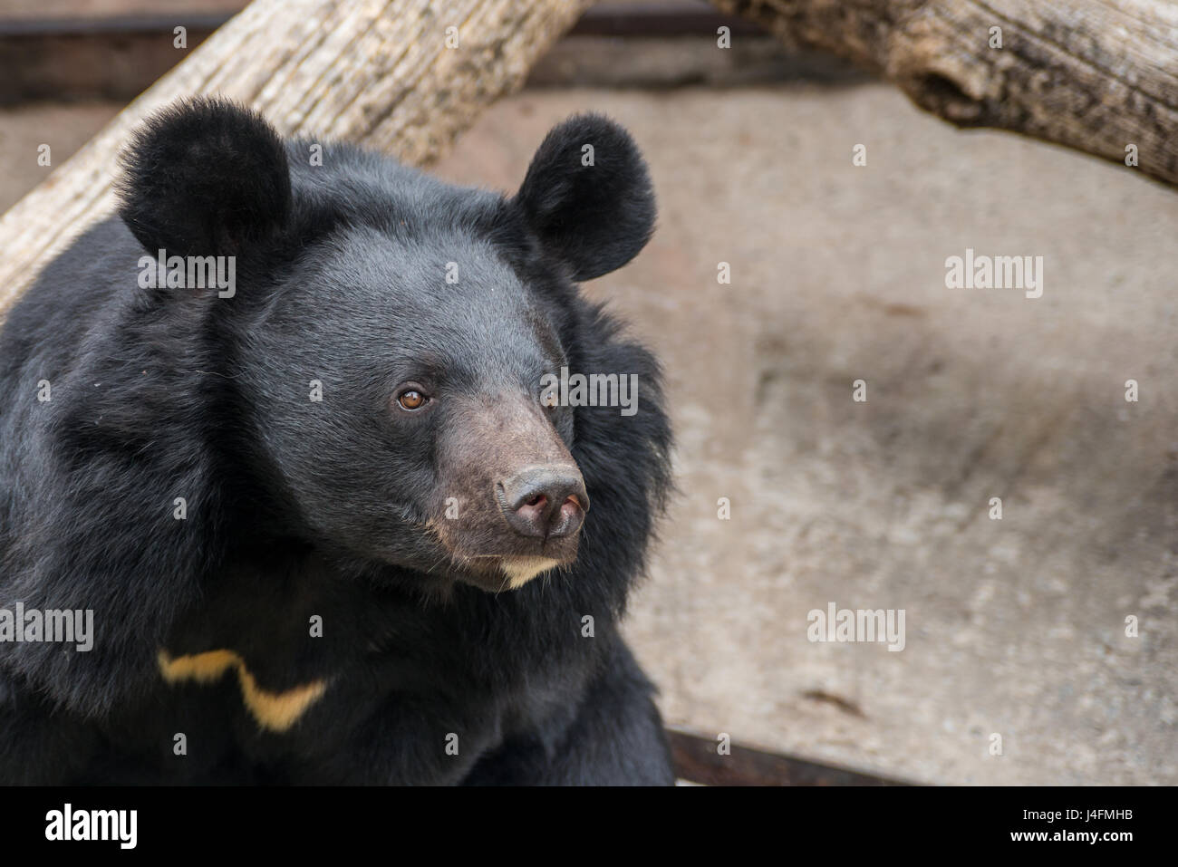 Chinese black bear hi-res stock photography and images - Alamy