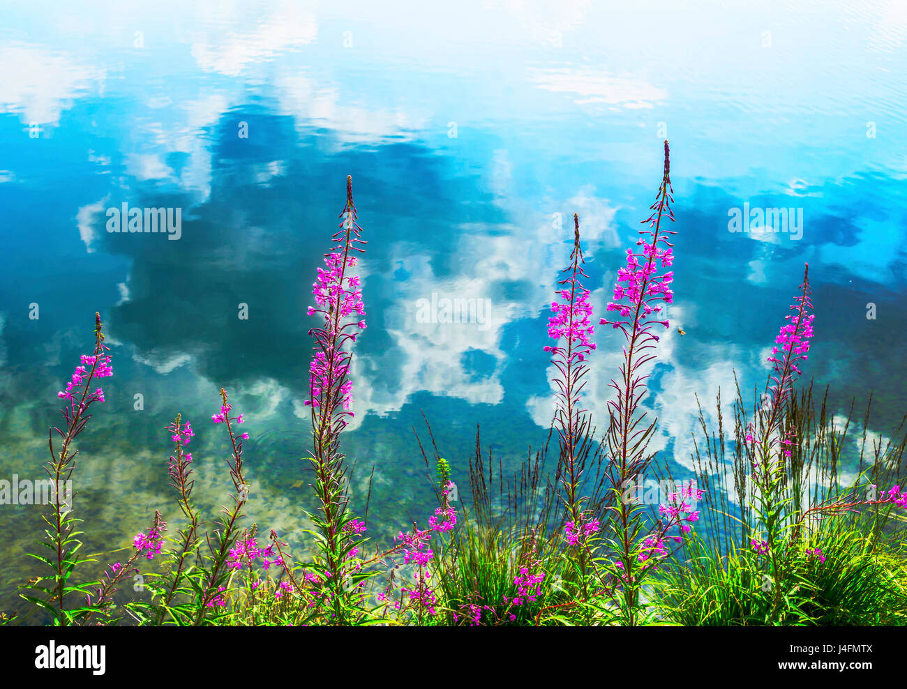 Nature background. Alpine pink flowers and reflection of clouds in the ...