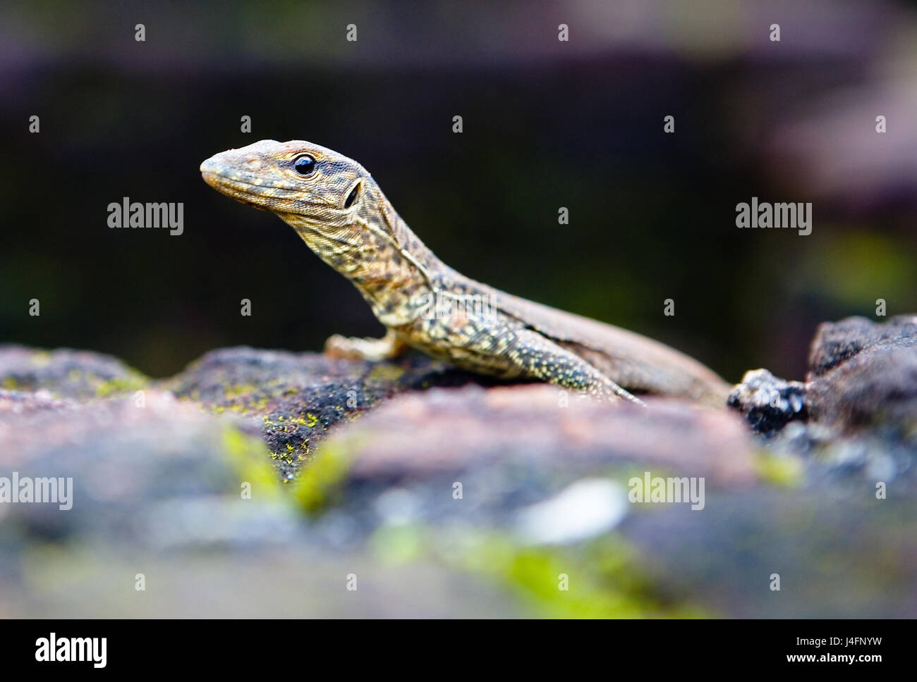Little lizard cub Varan close-up in the wild. Reptiles Stock Photo - Alamy